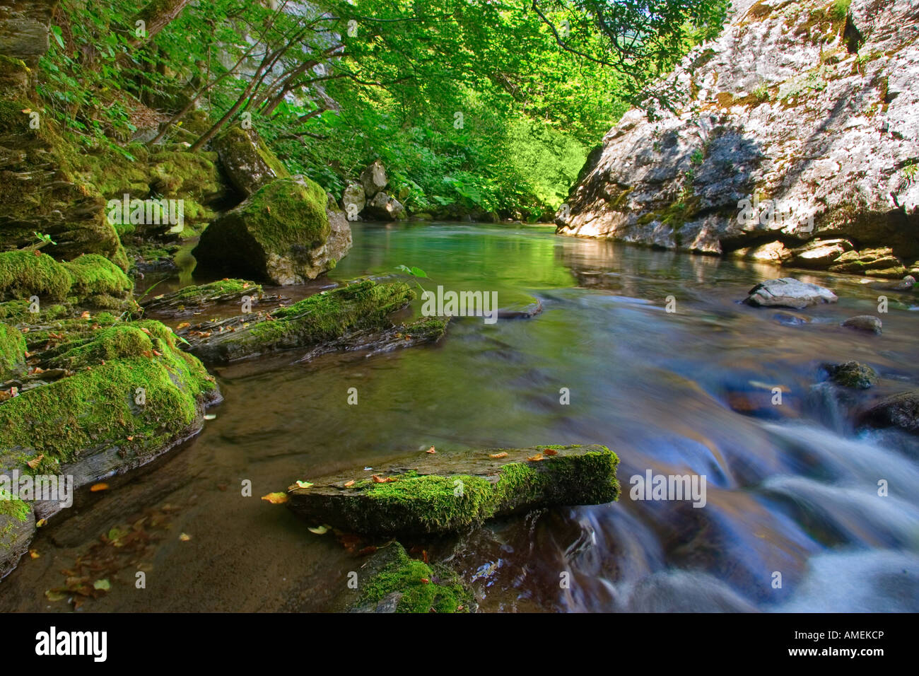 Stream rushing through the forest Stock Photo - Alamy