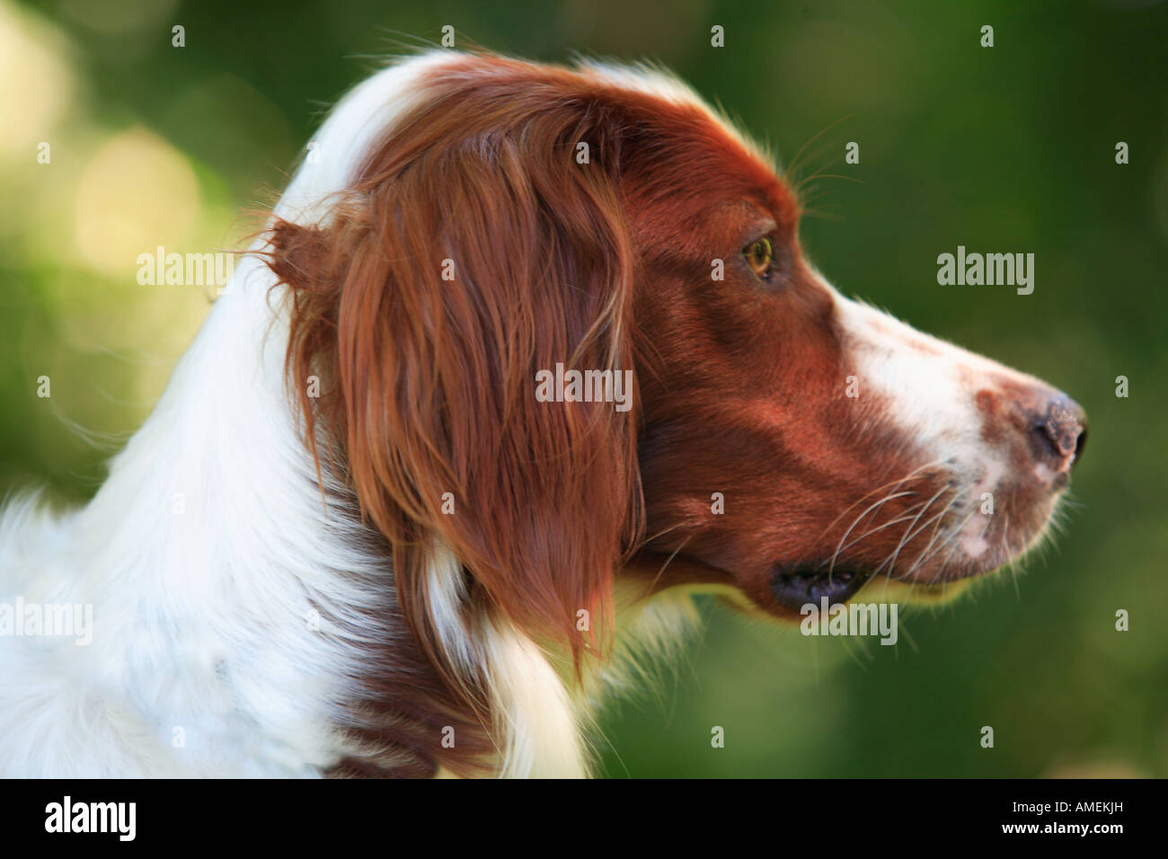 Irish Red And White Setter High Resolution Stock Photography and Images ...
