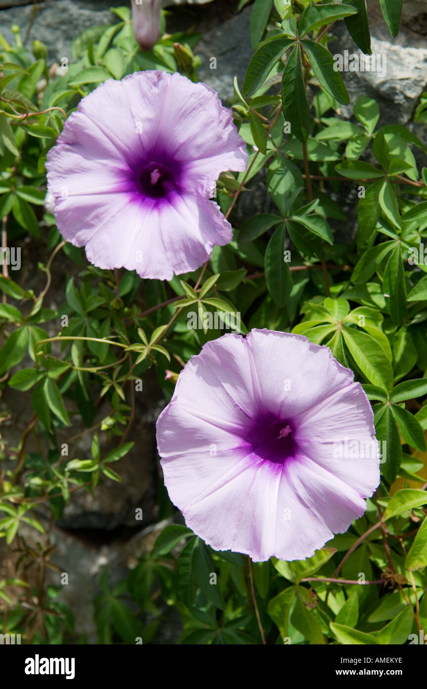 Bindweed species hi-res stock photography and images - Alamy