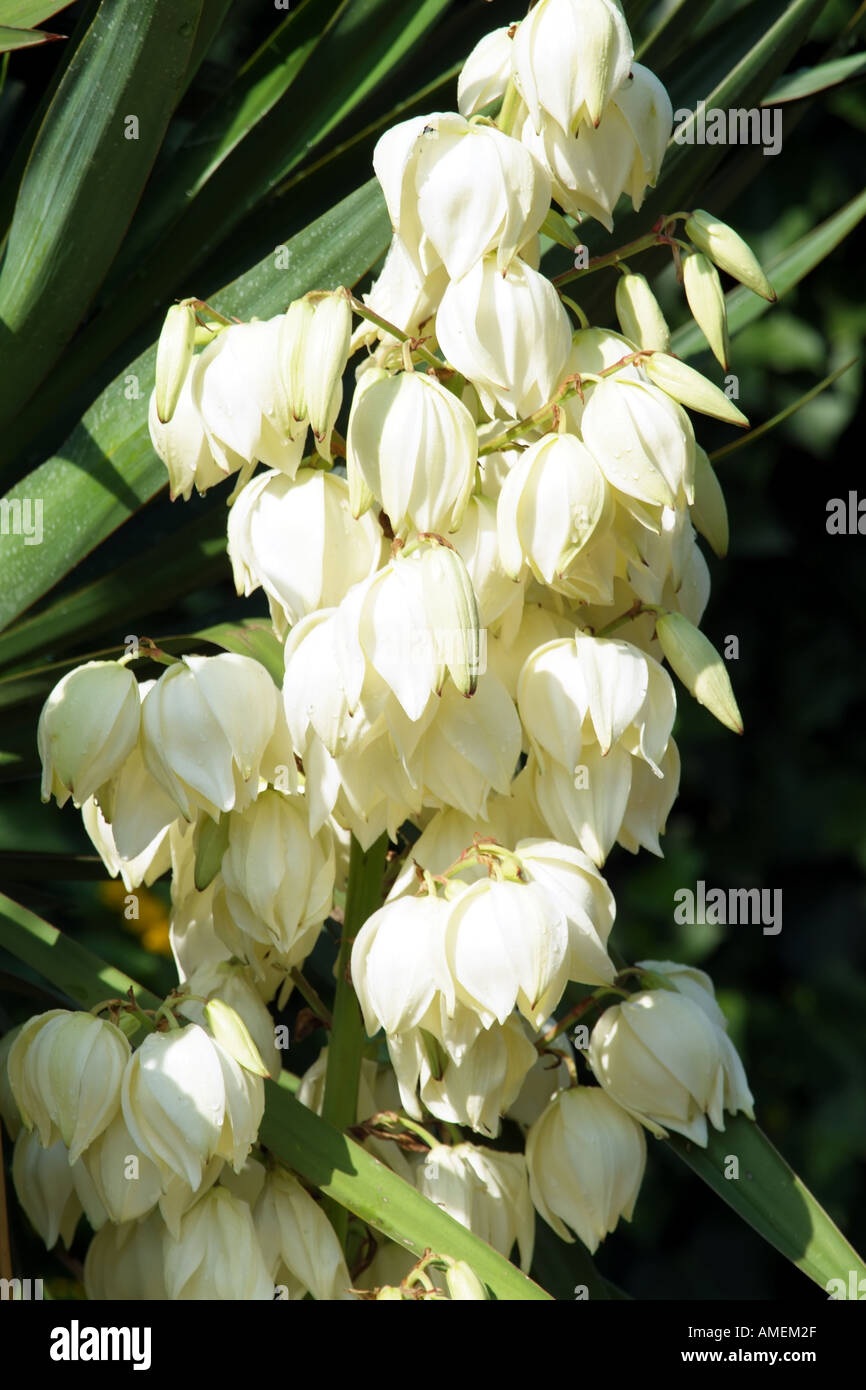 Yucca plant with spikes of white flowers pictured on the Balearic ...