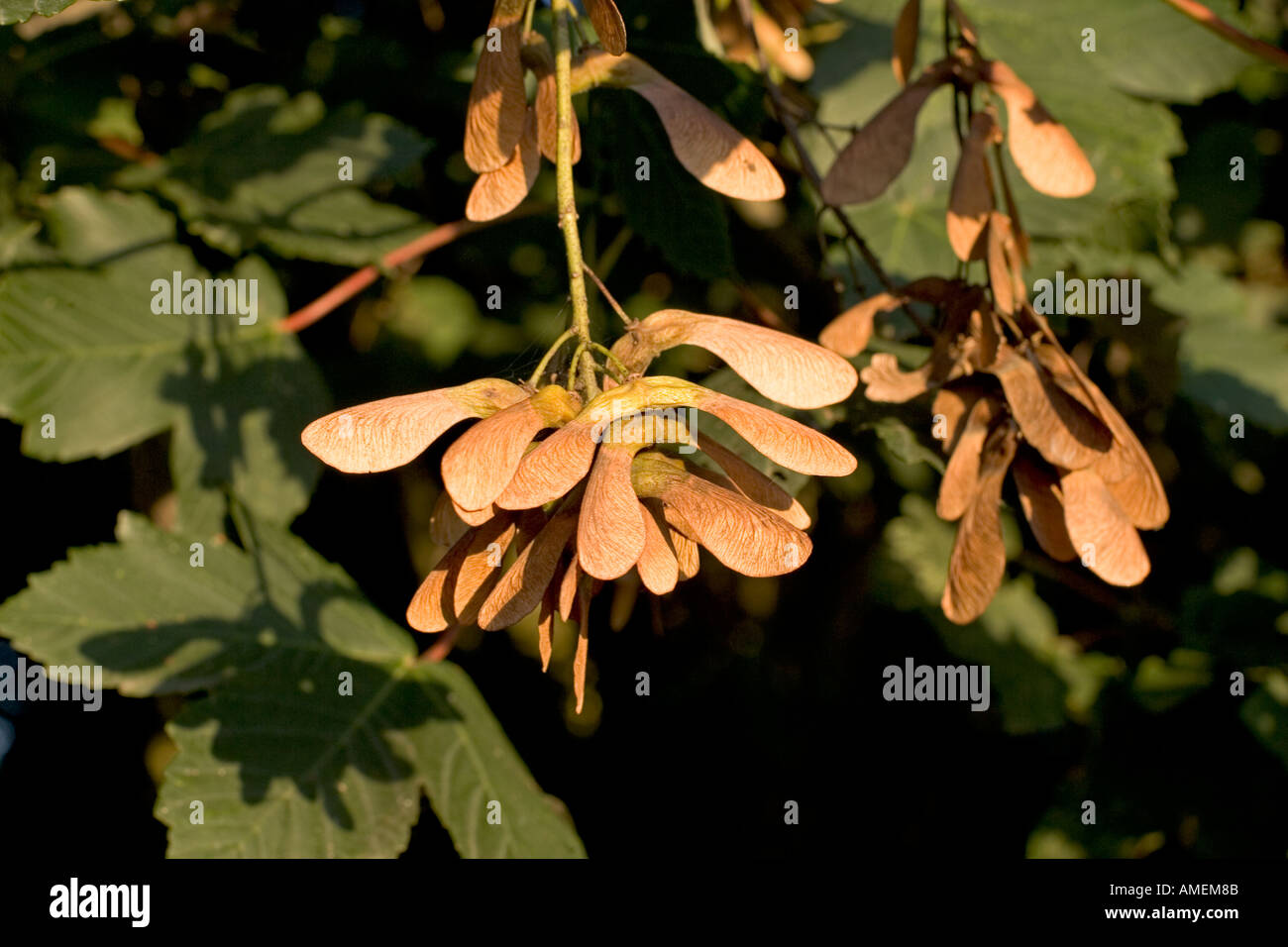 Winged seeds hi-res stock photography and images - Alamy
