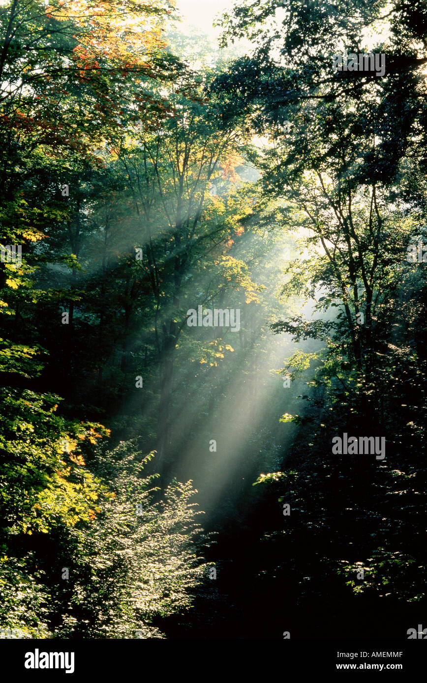 Tree Leaves Lit By The Sun High Resolution Stock Photography and Images ...