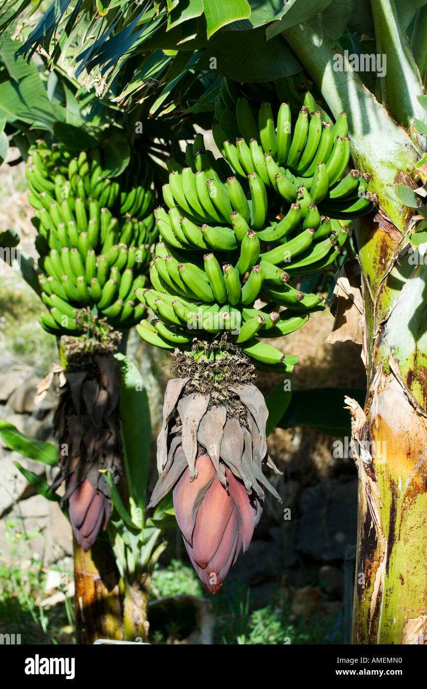 Banana plant genus Musa in plantation showing flower below bunch of ...