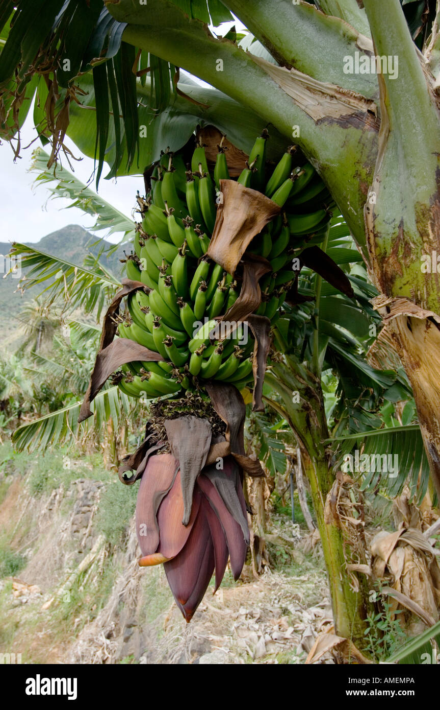 Banana plant genus Musa in plantation showing flower below bunch of ...
