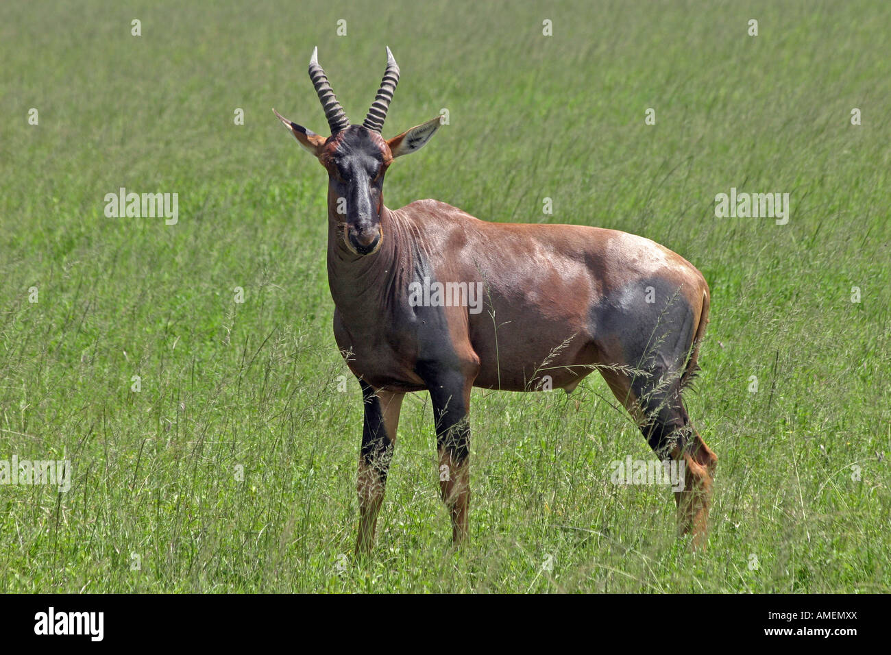 Male dark brown African topi in the green savanna grass of the ...