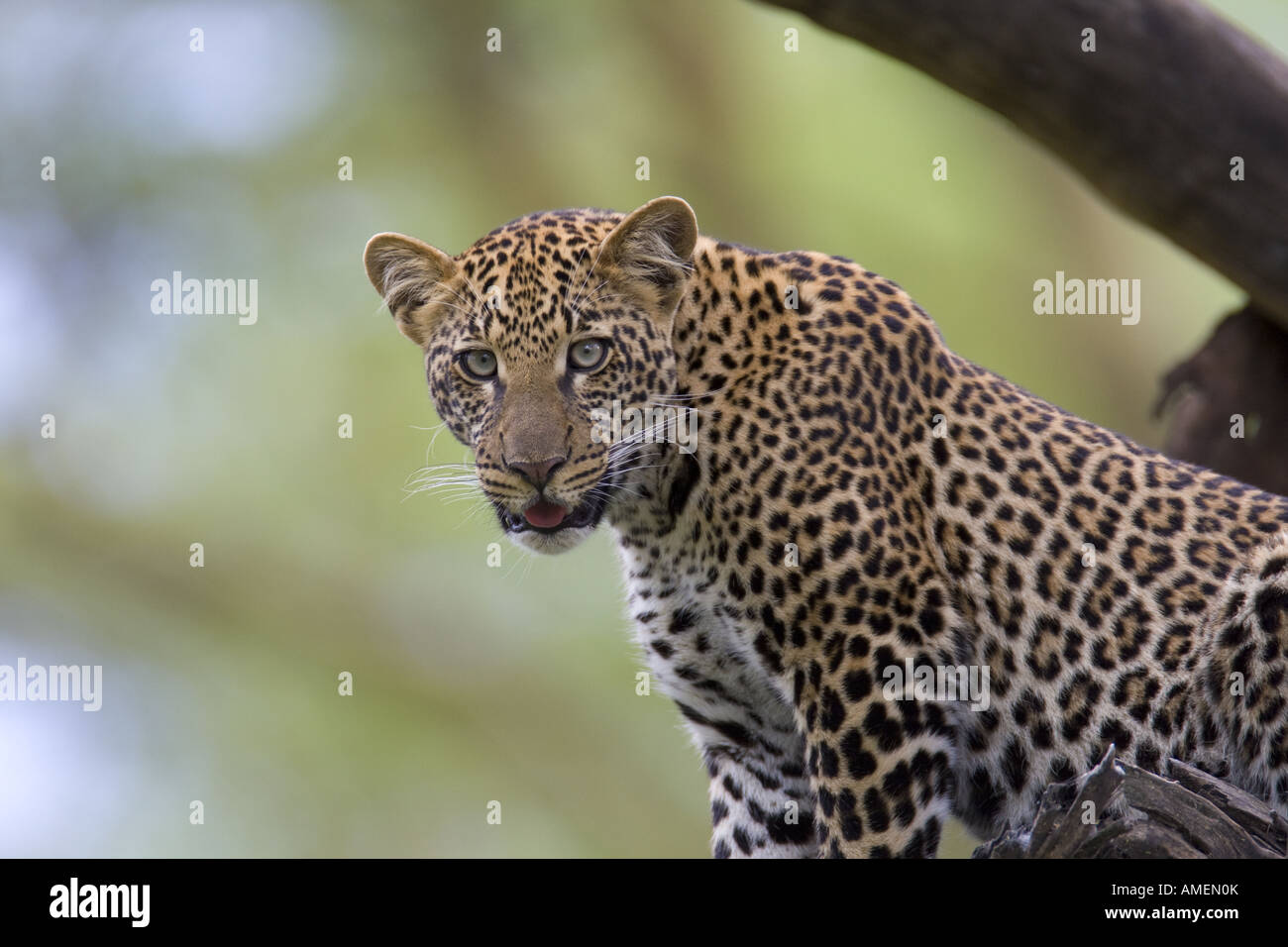 Leopard Tree Kenya Wildlife Mammal East Africa Safari Kenya Stock Photo ...