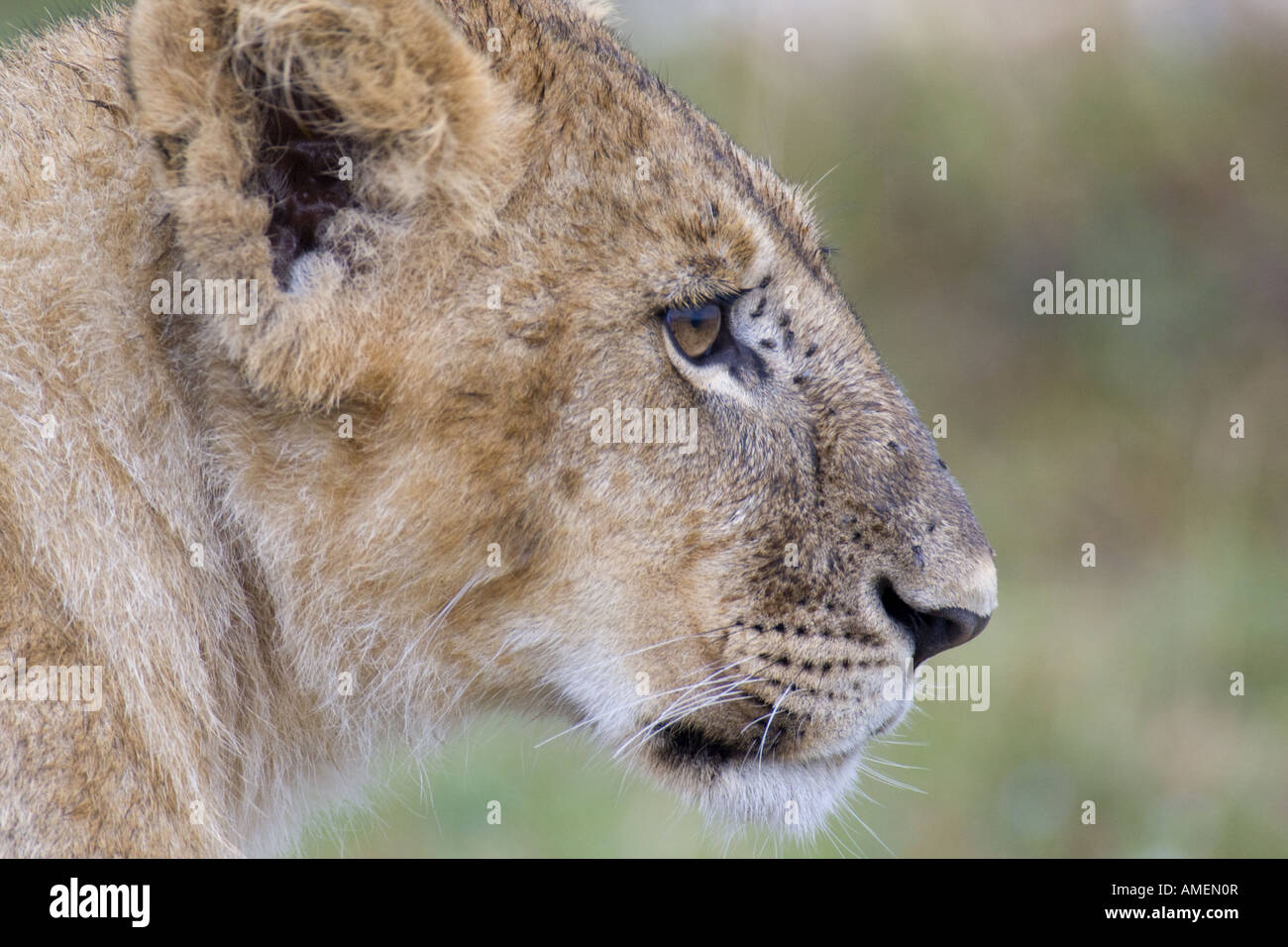 Lion head profile Africa Stock Photo - Alamy