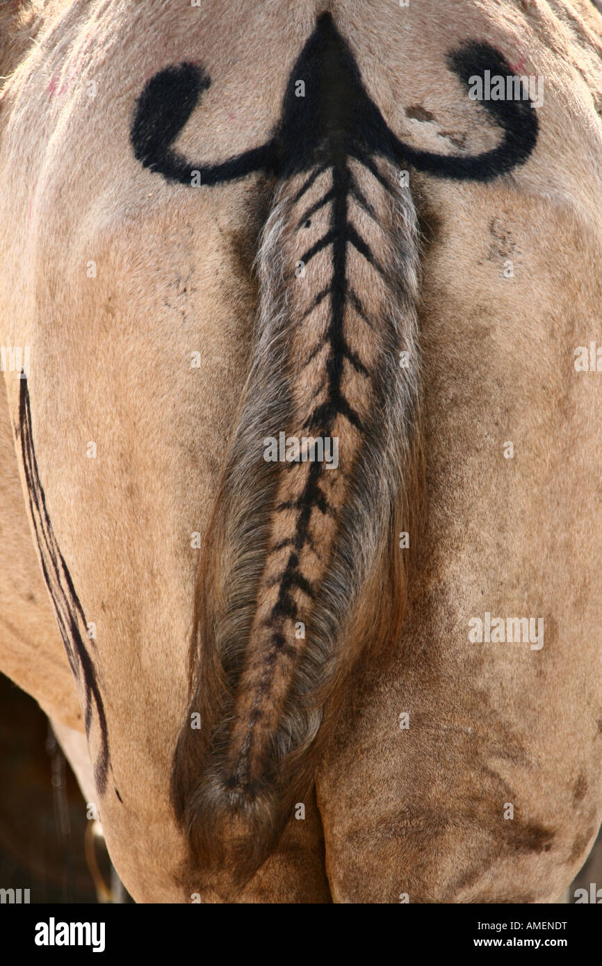 camel tail Stock Photo: 15241907 - Alamy