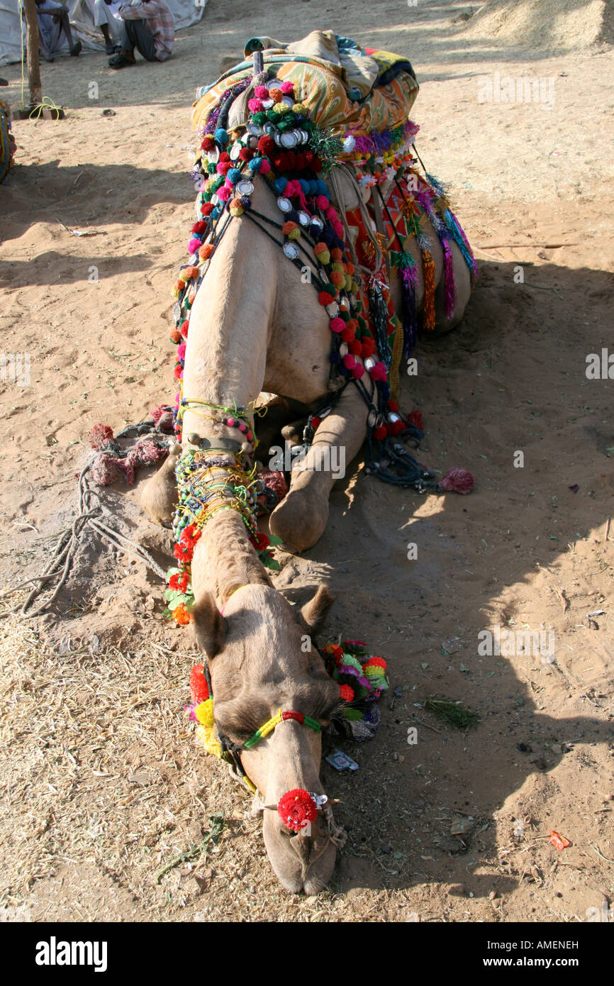 Camel sleeping hi-res stock photography and images - Alamy