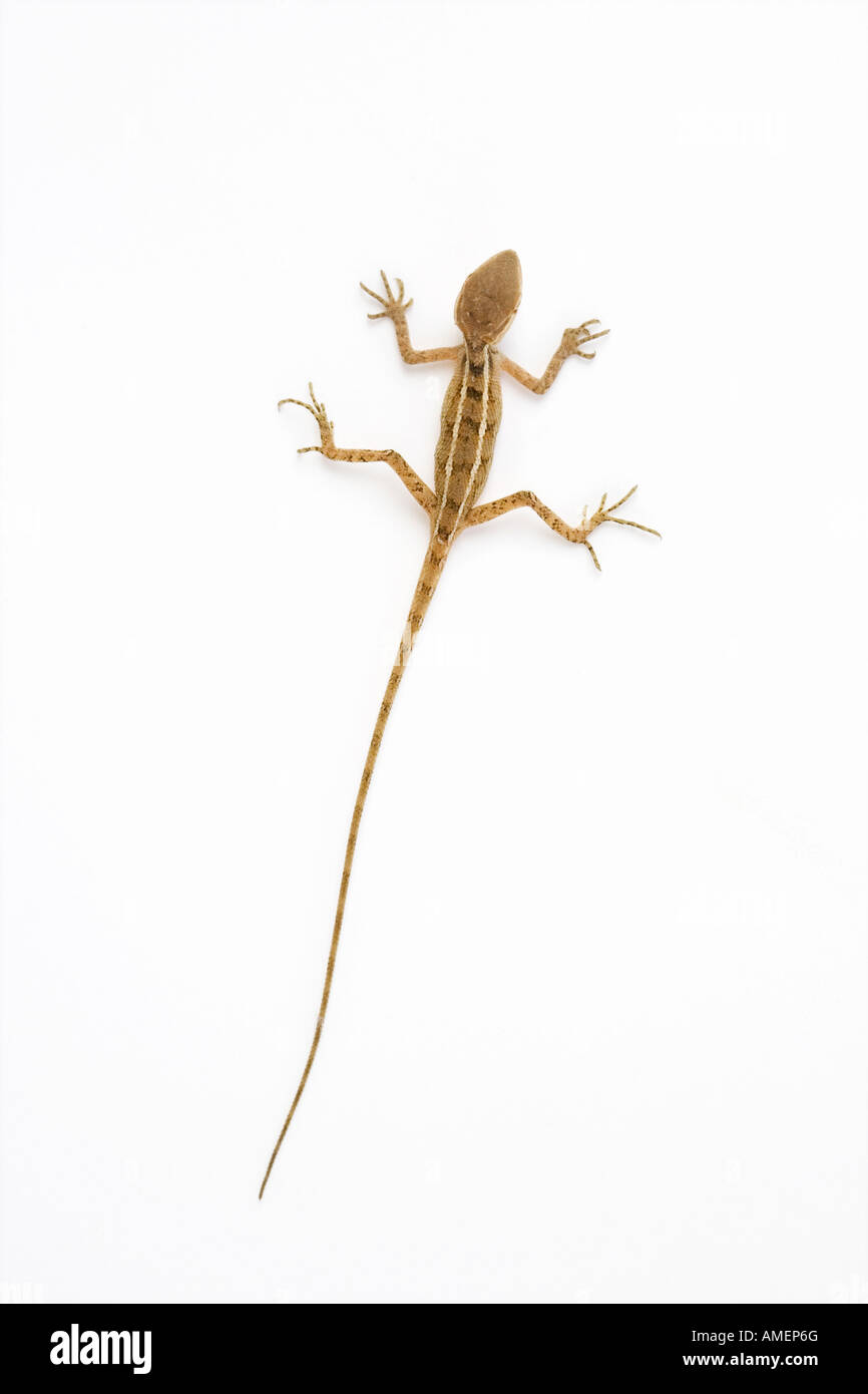Tiny lizard on white Stock Photo - Alamy