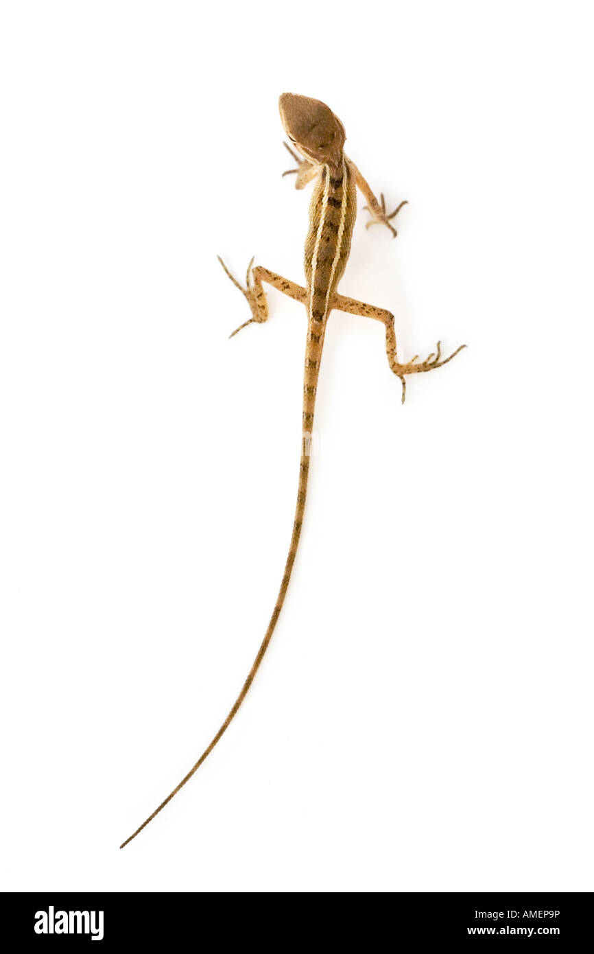 Tiny lizard on white Stock Photo - Alamy