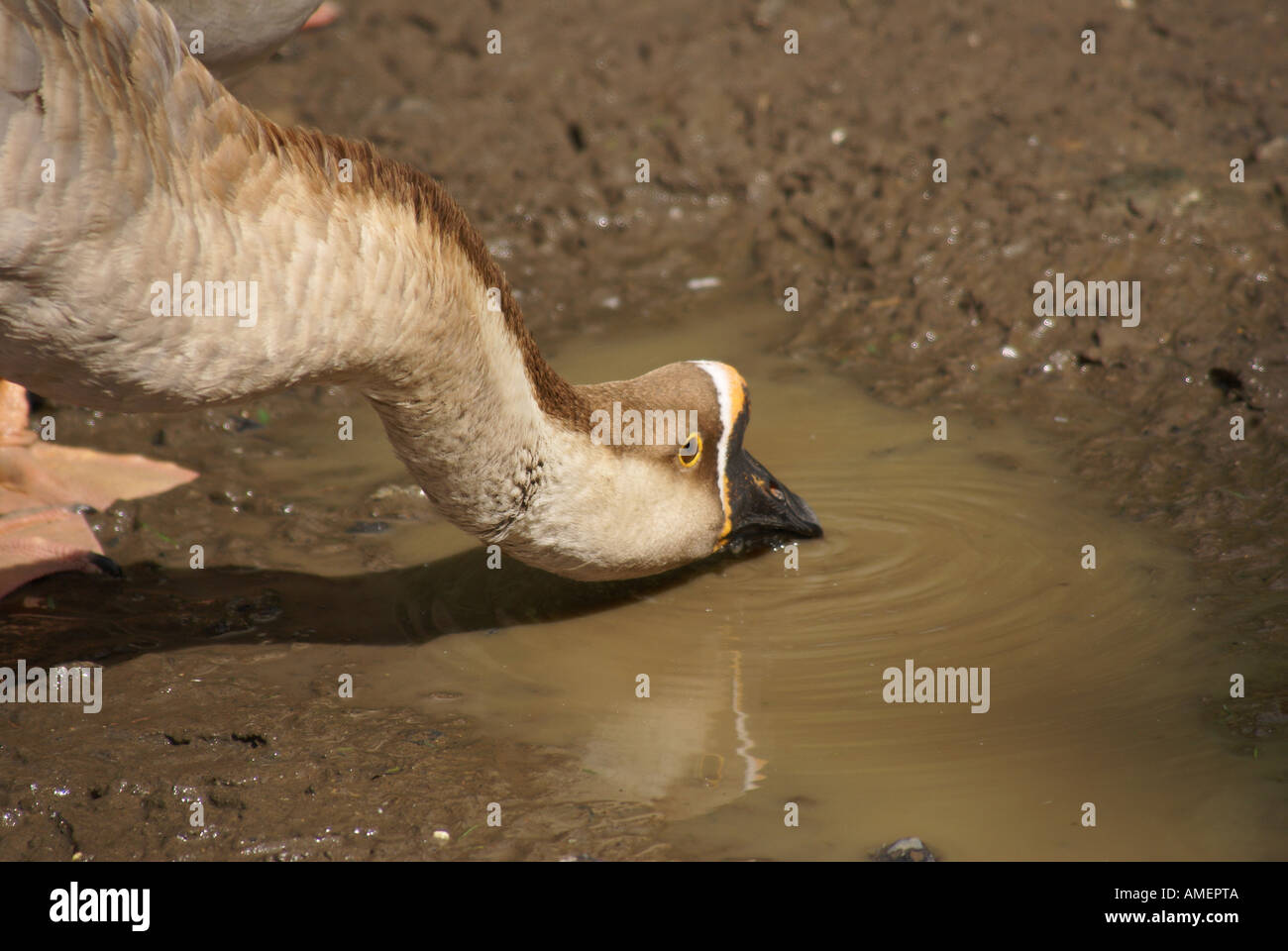 Goose drinking from muddy puddle Stock Photo - Alamy