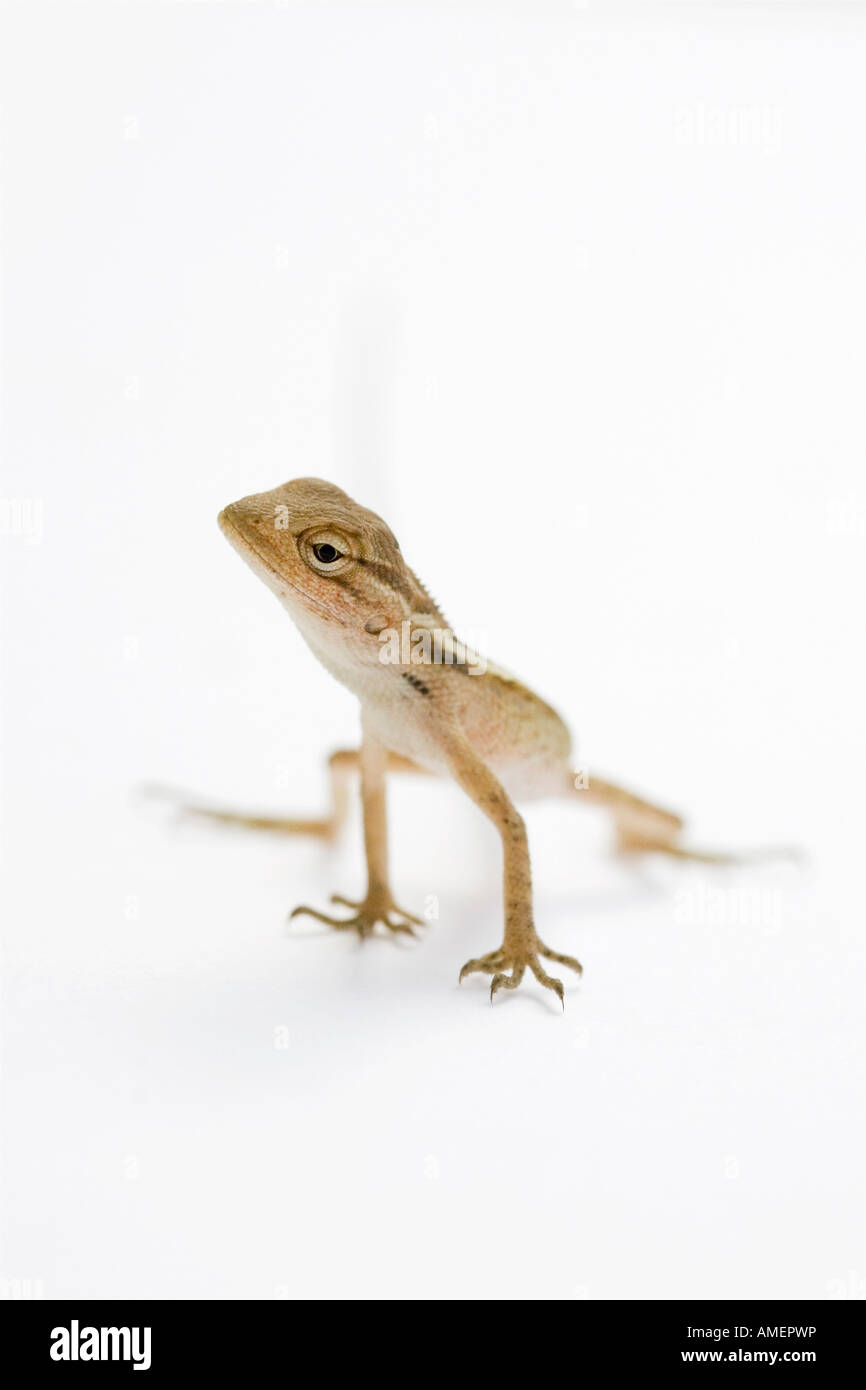 Tiny lizard on white Stock Photo - Alamy