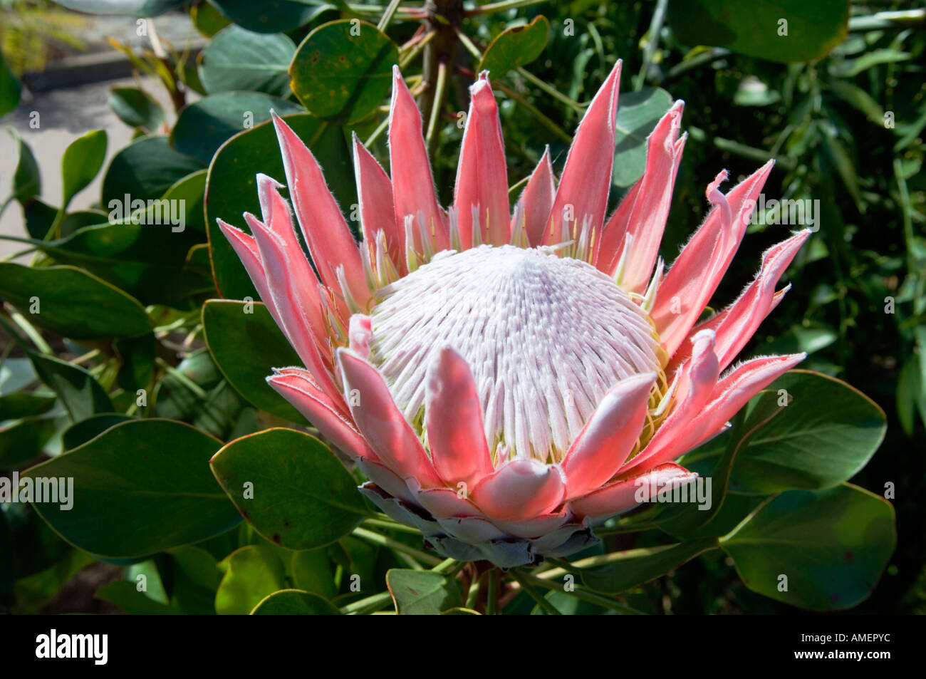 Proteus (Protea cynaroides) flower. Island of La Gomera, Canary Islands ...