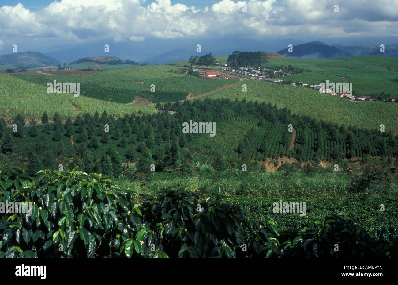 Coffee and sugar plantations Costa Rica Stock Photo - Alamy