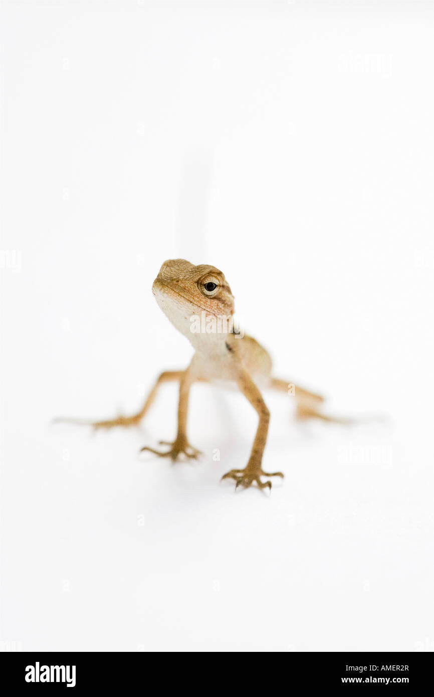 Tiny lizard on white Stock Photo - Alamy