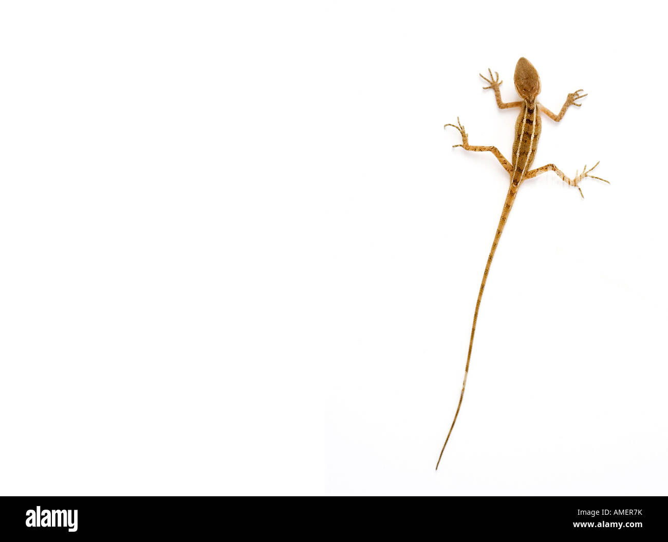 Ear scales Cut Out Stock Images & Pictures - Alamy