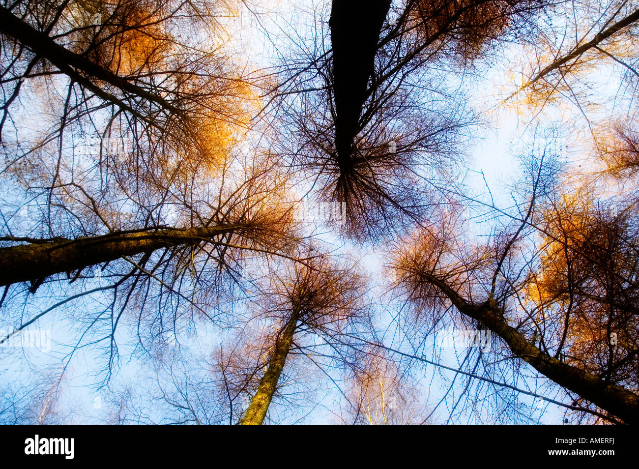 Looking straight up at Autumn trees with blue sky in the background ...