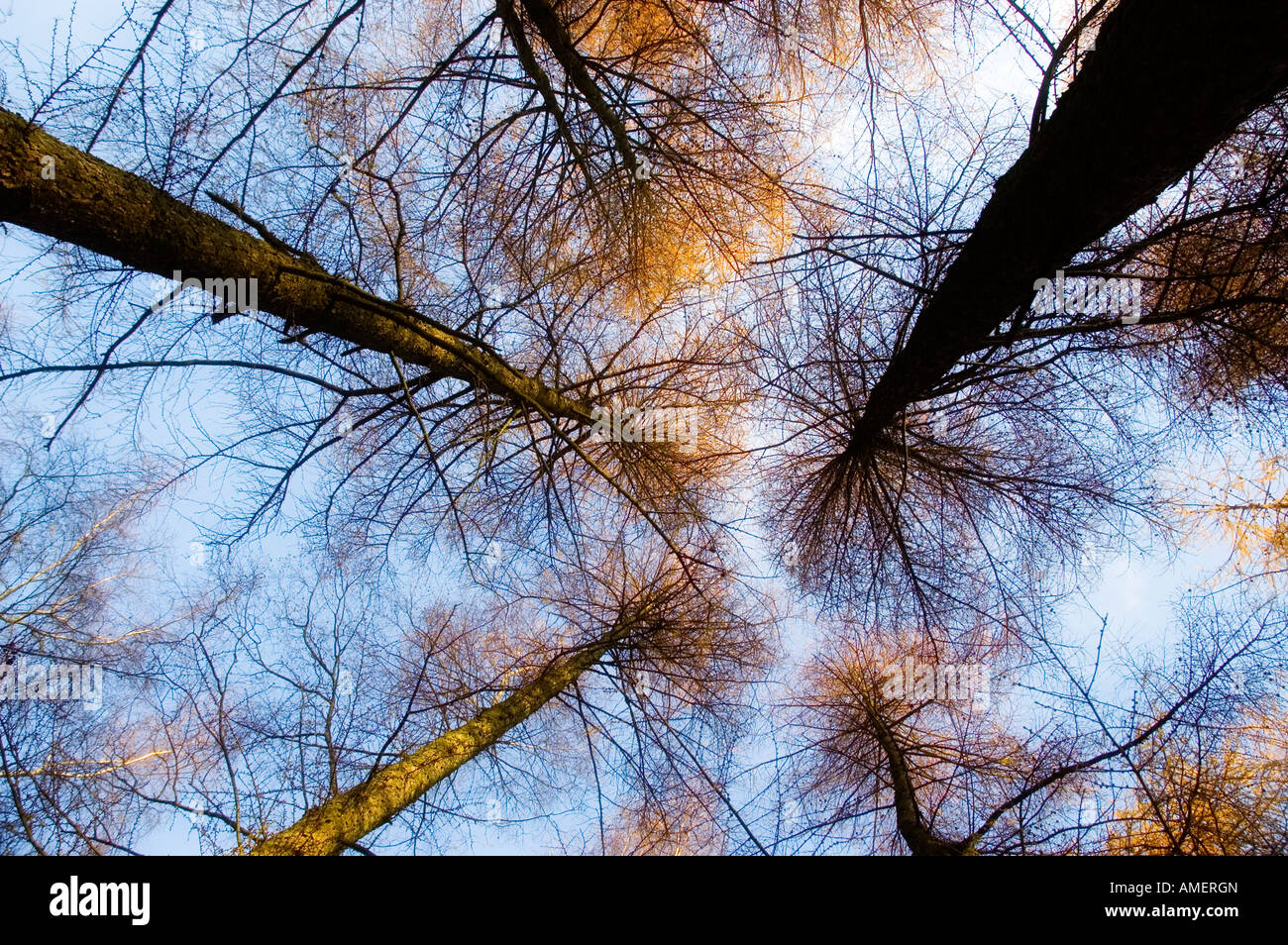 Looking straight up at Autumn trees with blue sky in the background ...