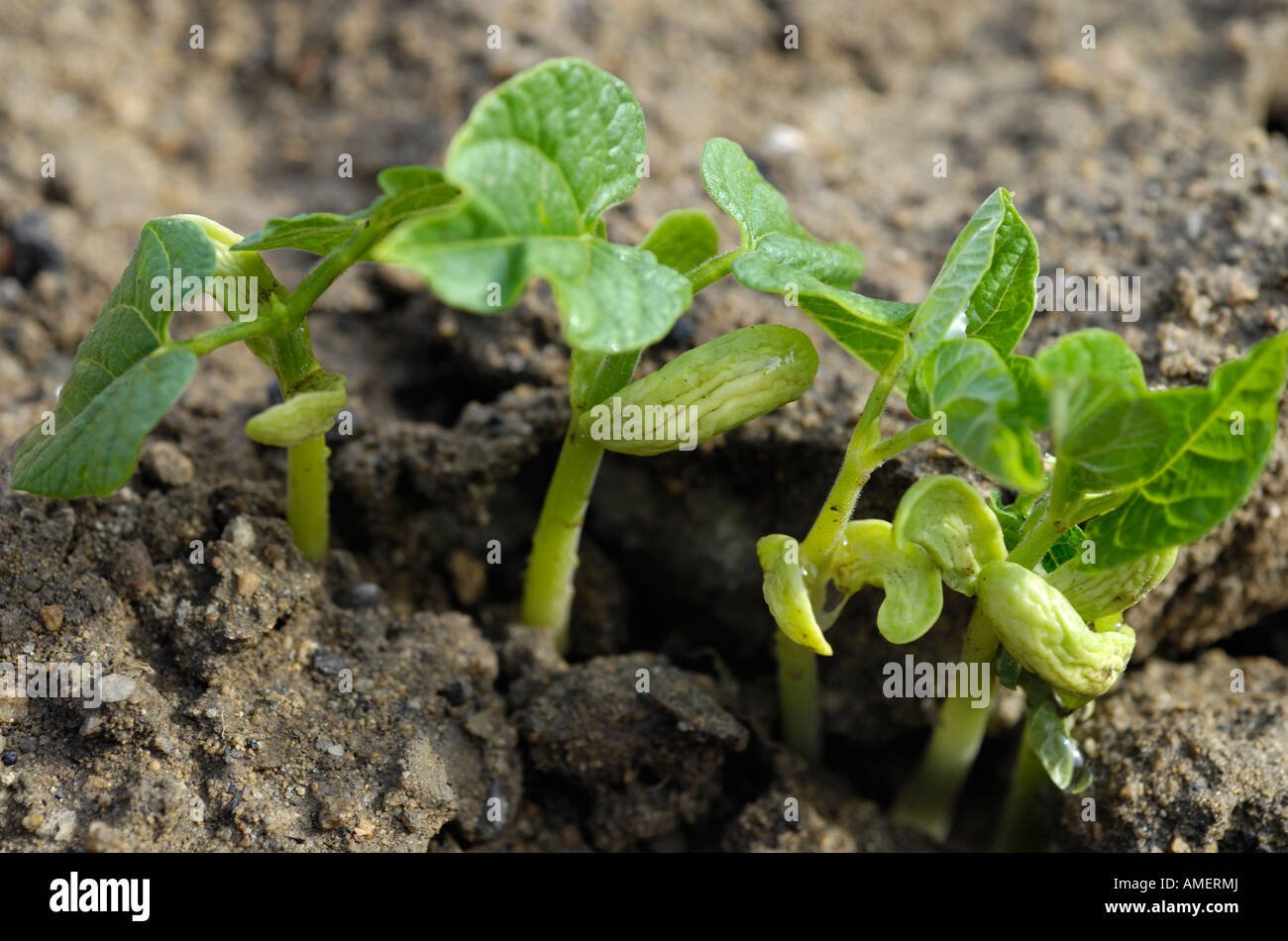 Bean seedling sprouting 2006 Stock Photo - Alamy