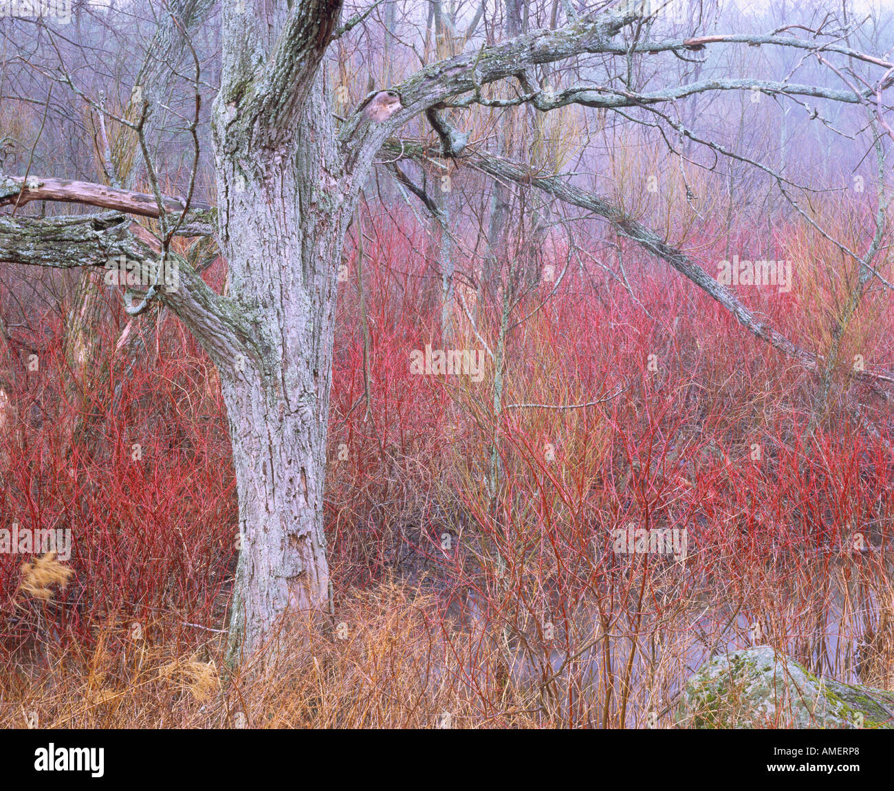Agreement forest hi-res stock photography and images - Alamy