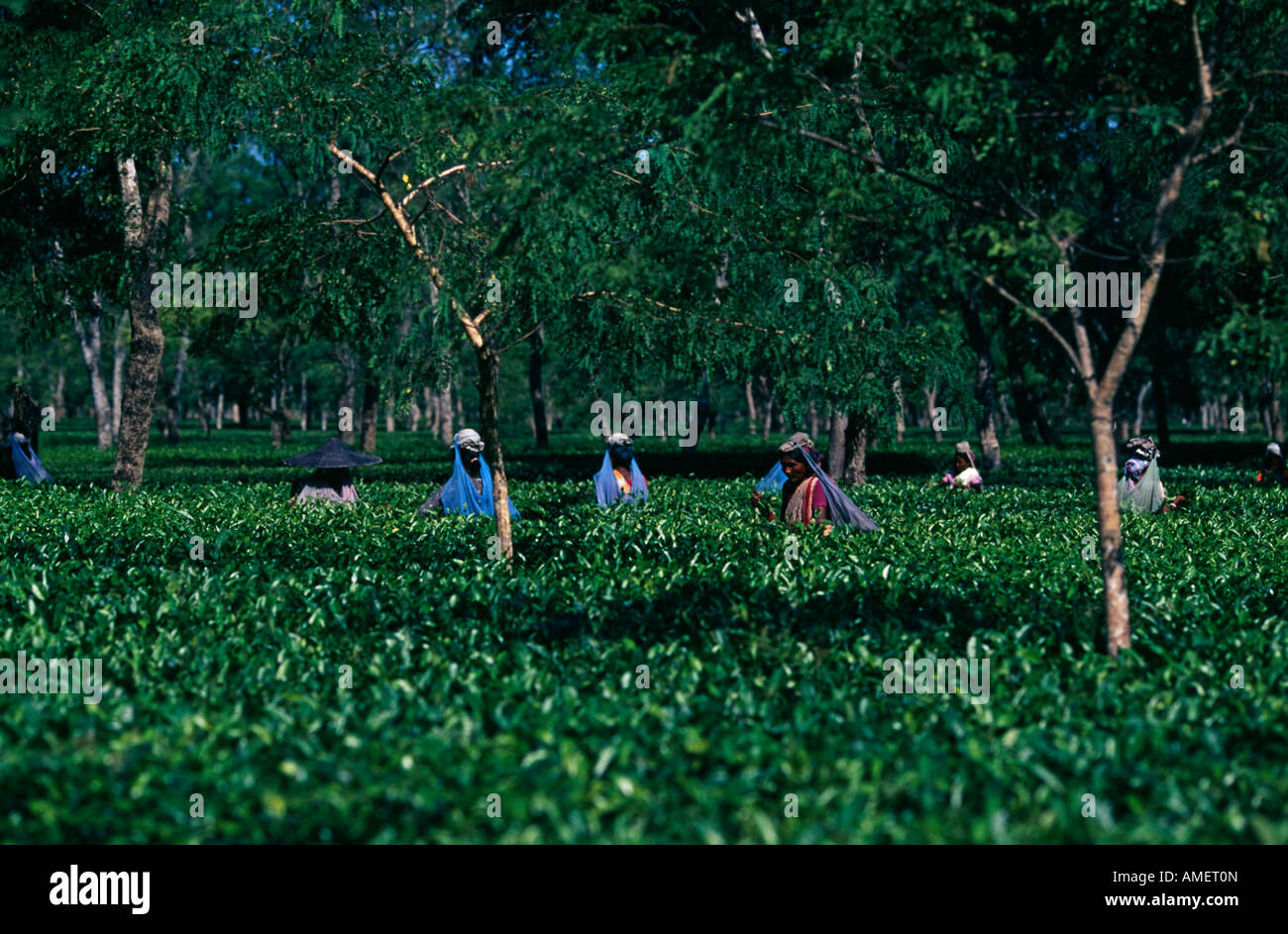 Tea pickers at the Ethelwold Tea Estate factory near Dibrugarh, Assam ...
