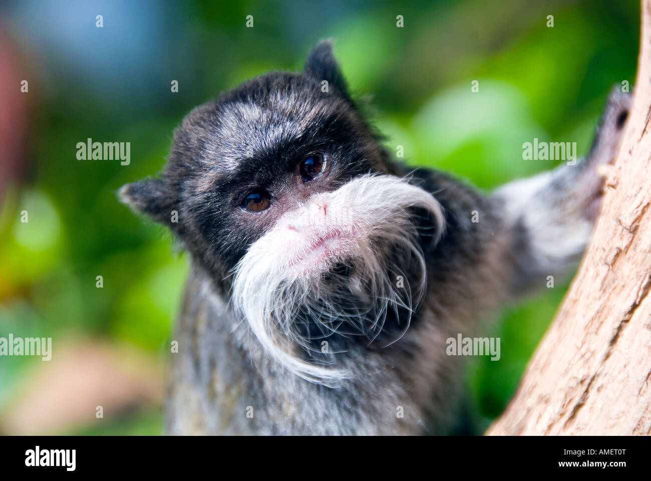 Emperor Tamarin face Stock Photo - Alamy