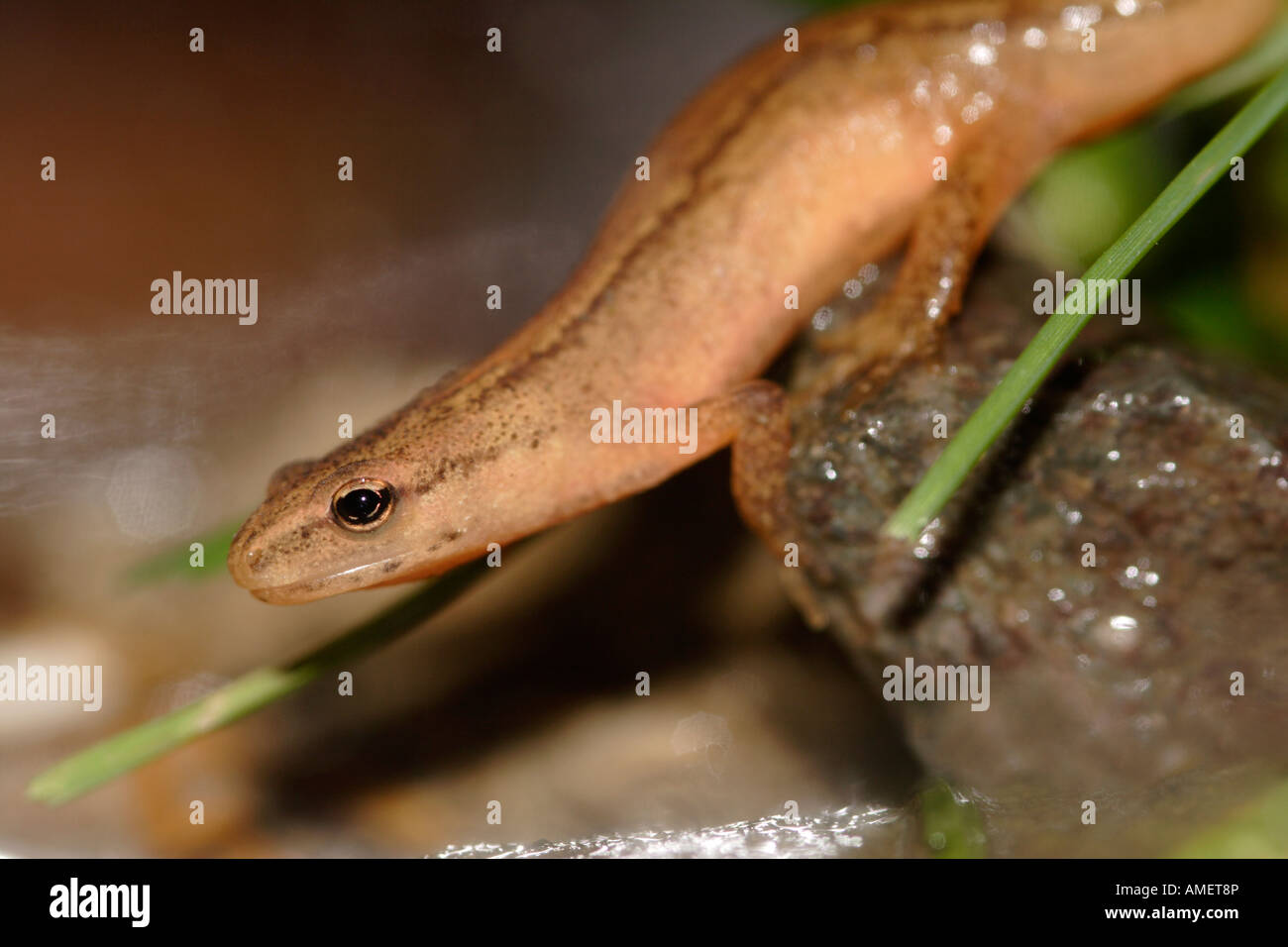 Female Smooth Newt Triturus vulgaris close up England UK Stock Photo ...