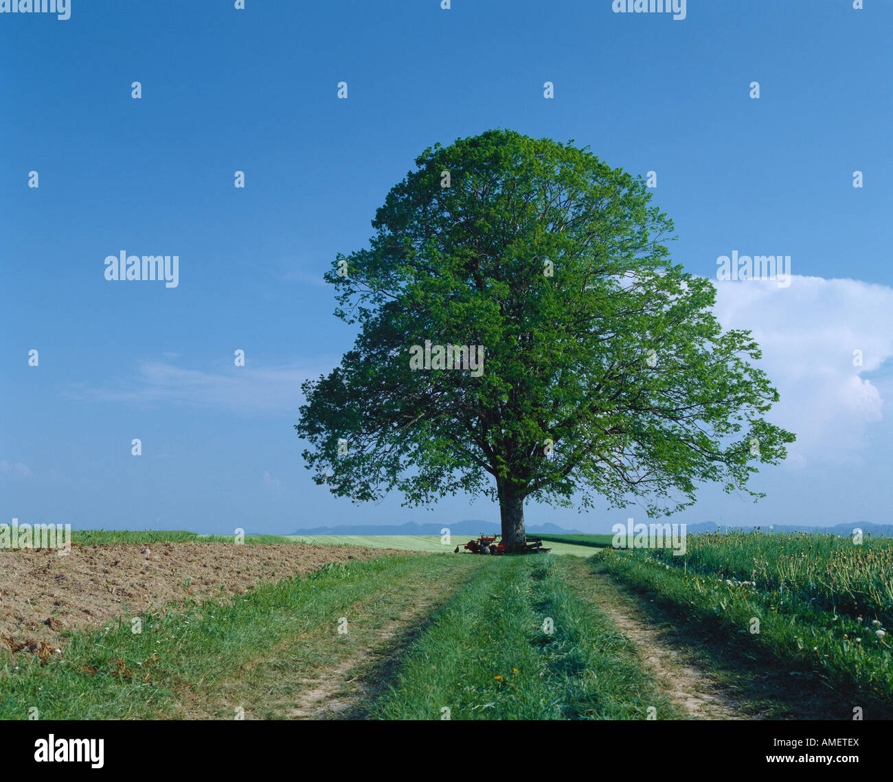 May 1998 Lime tree in landscape Stock Photo - Alamy