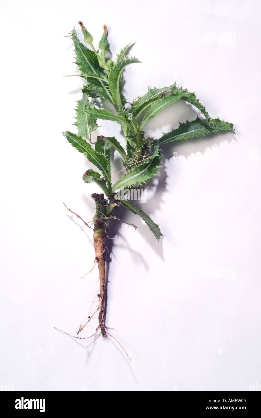 Plants with long roots hi-res stock photography and images - Alamy