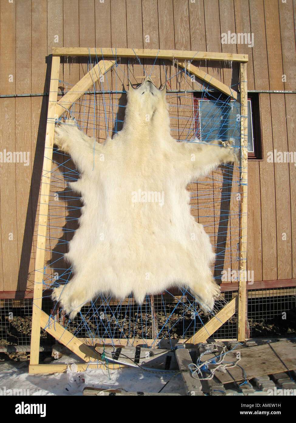 Polar Bear Fur