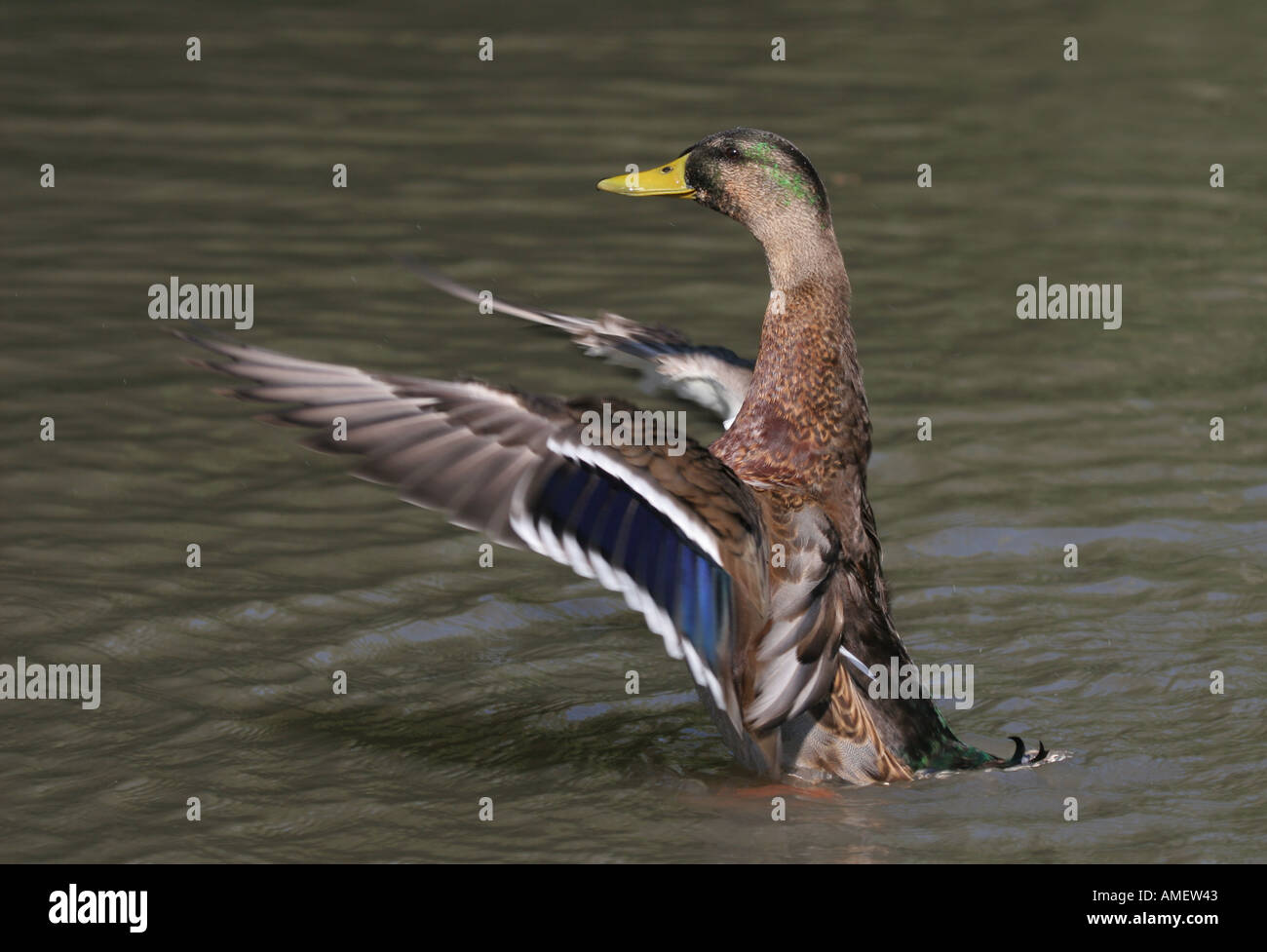 Acquatic duck hi-res stock photography and images - Alamy