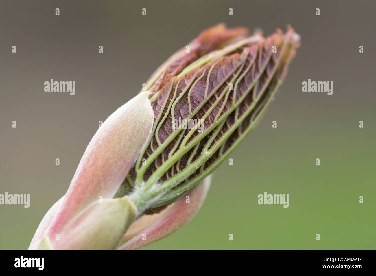 Tree leaf budding in Spring Stock Photo - Alamy