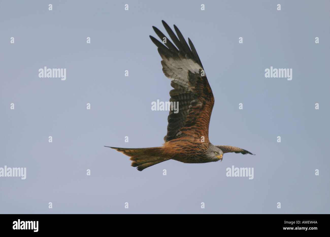 Red Kite in flight landscape Stock Photo - Alamy