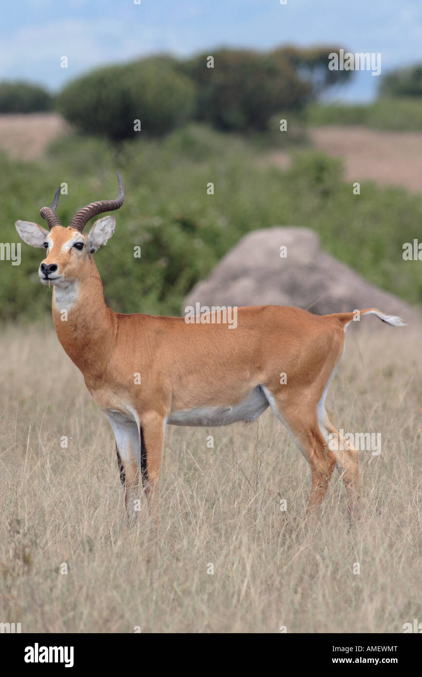 Kobus kob thomasi Stock Photo - Alamy