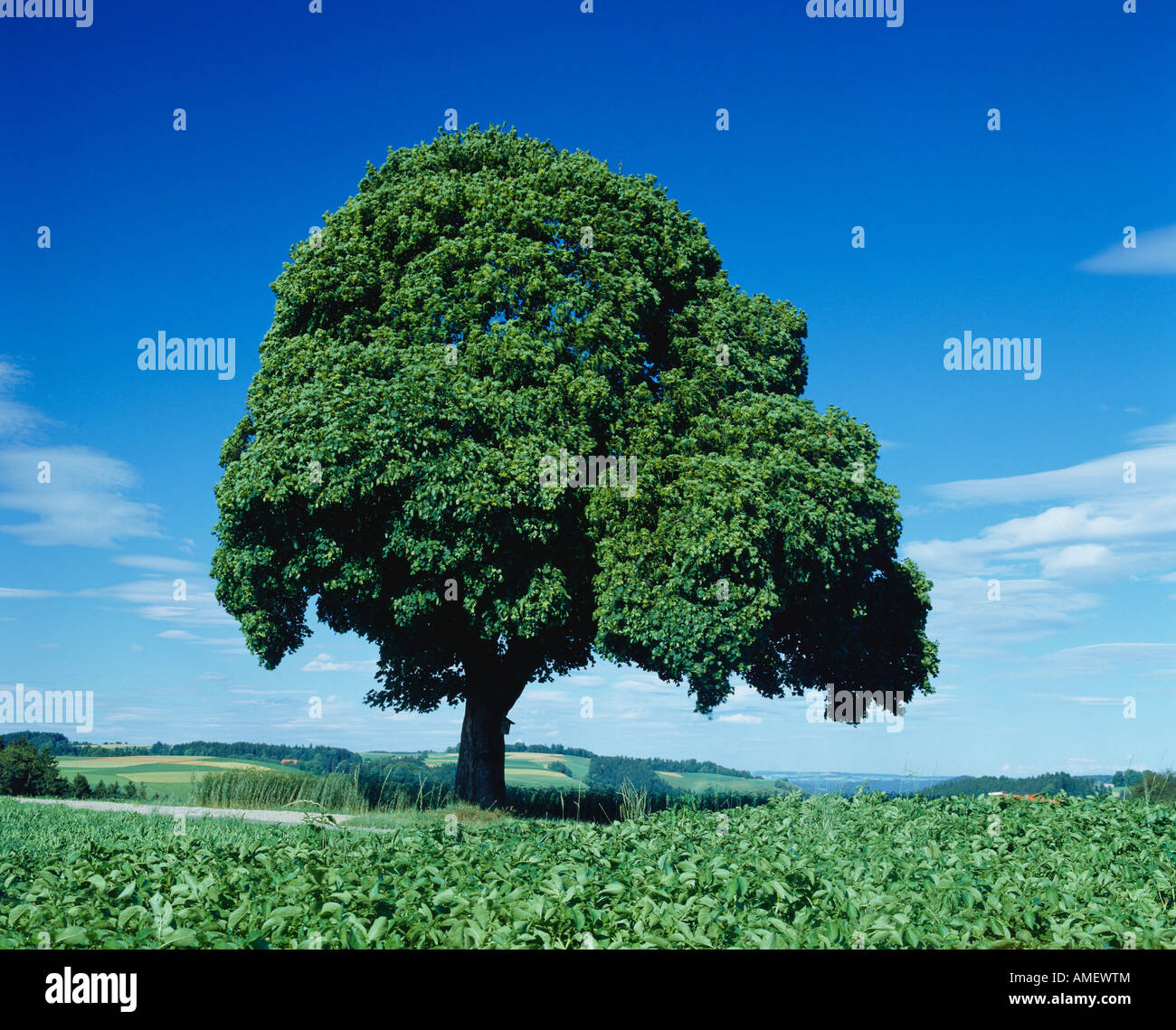 July 1998 Auswil Maple tree in field Stock Photo - Alamy