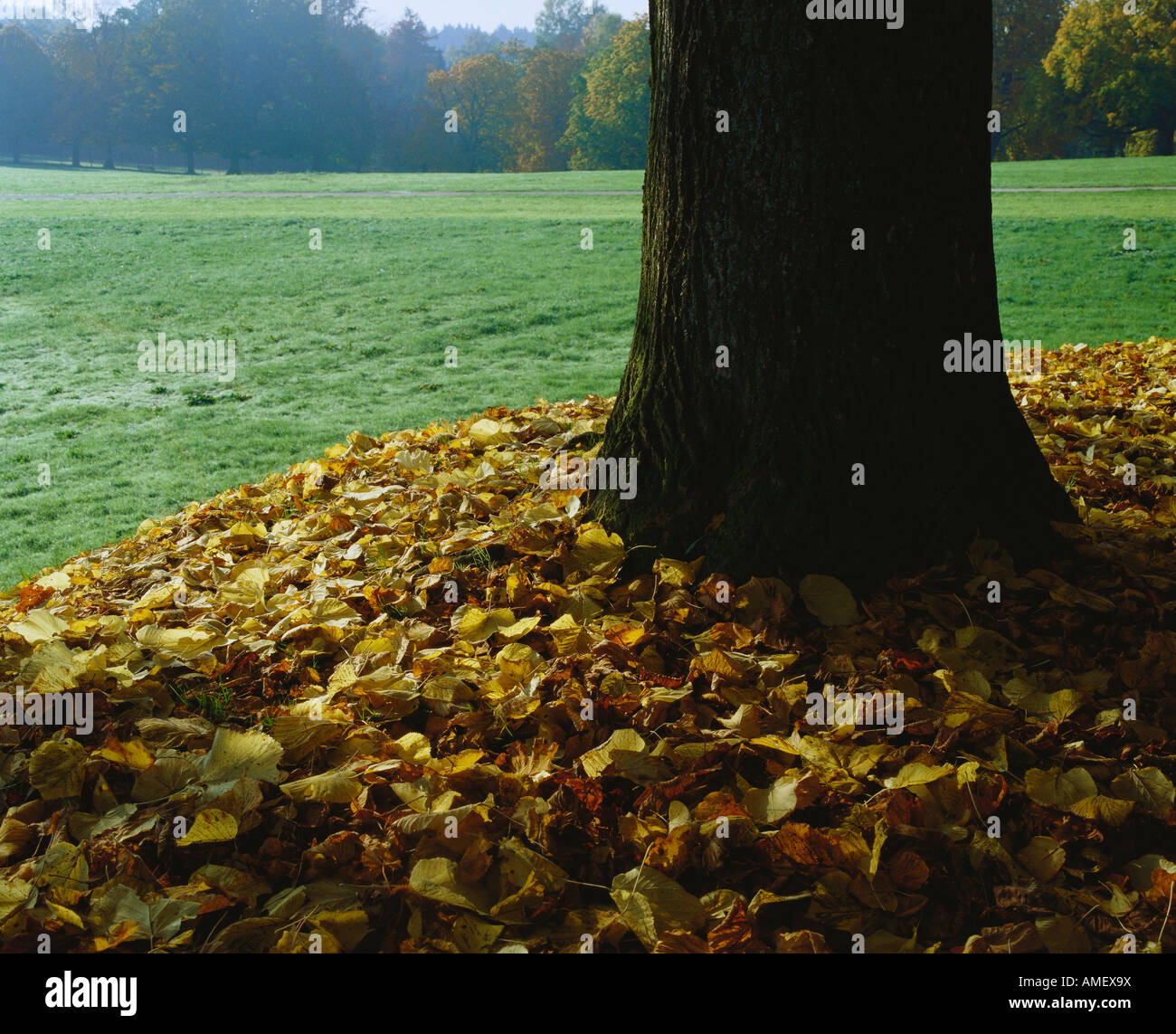 Switzerland Zofigen AG Fallen autumn leaves under lime tree Stock Photo ...