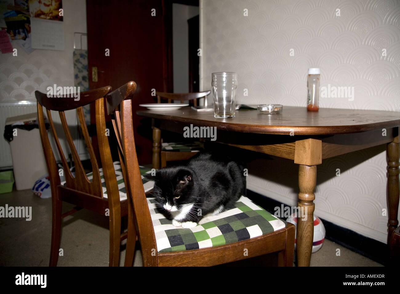 cat with Kitchen Table Stock Photo - Alamy