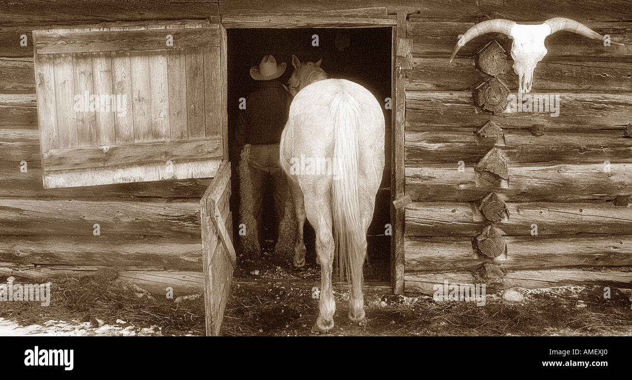 Cowboy Leading Horse into Barn Stock Photo - Alamy