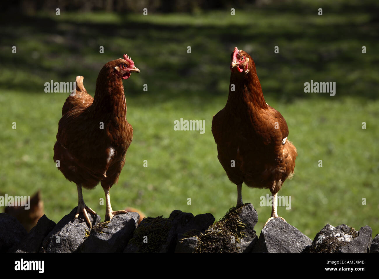 Two brown chickens standing on a dry stone wall in Miller s Dale in the ...