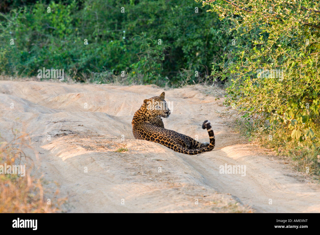 A Leopard blocks the road at Yala National Park Sri Lanka Stock Photo ...