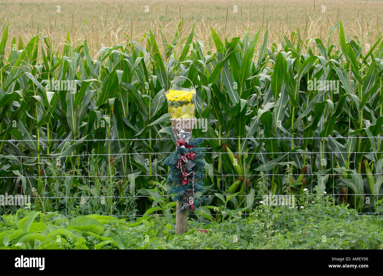 Roadside memorial next to a field of Maize at the scene of a fatal ...