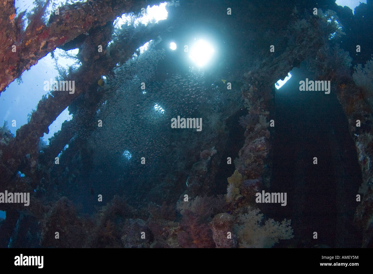The carnatic ship wreck red sea egypt hi-res stock photography and ...
