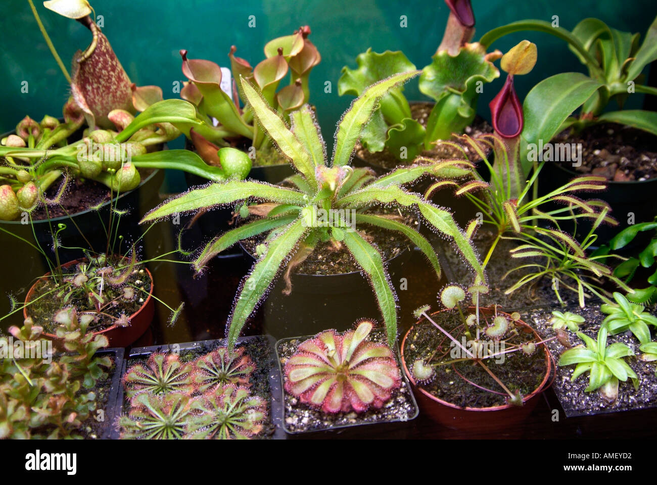 Michigan plants hi-res stock photography and images - Alamy