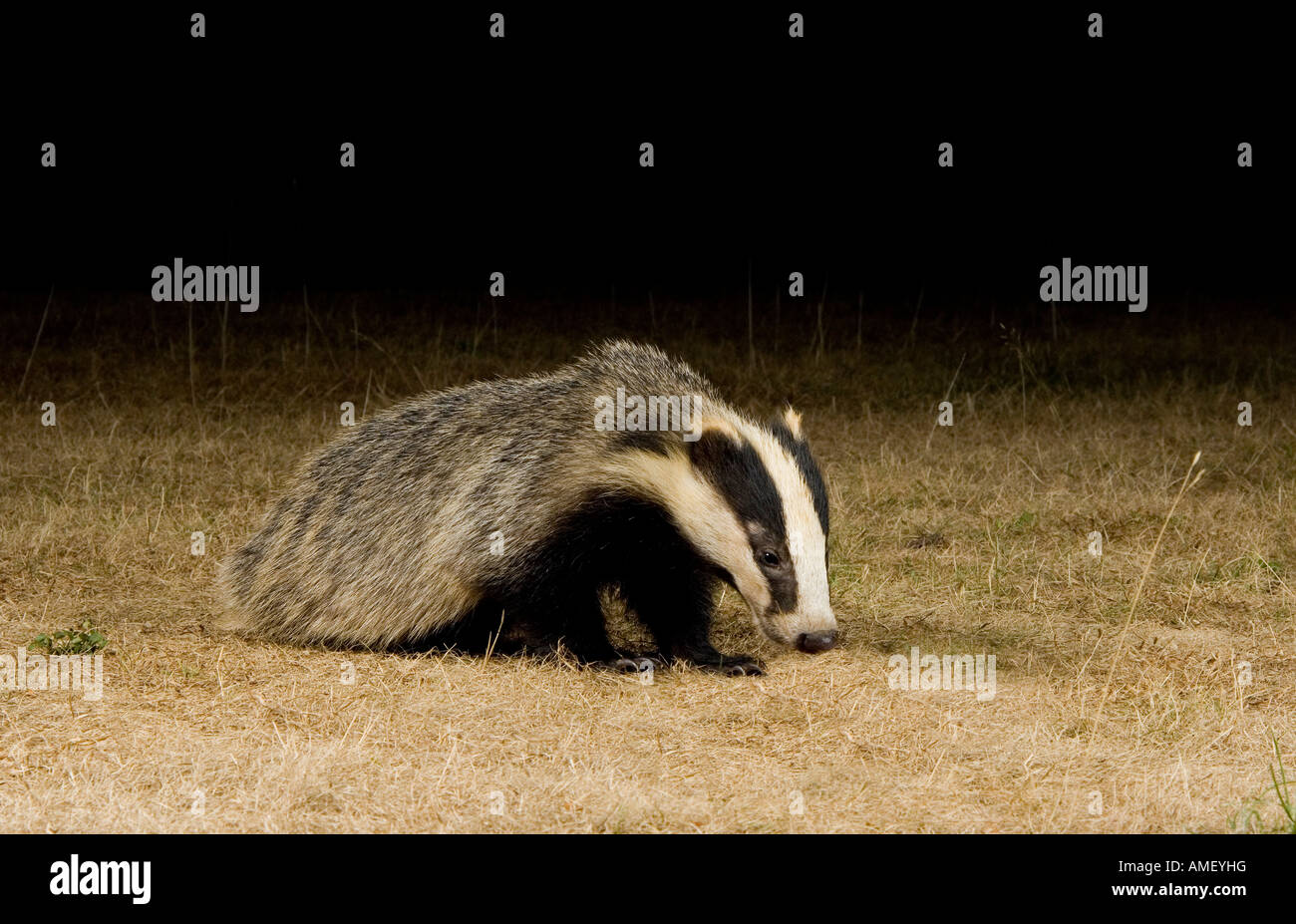 Badger at night Stock Photo - Alamy