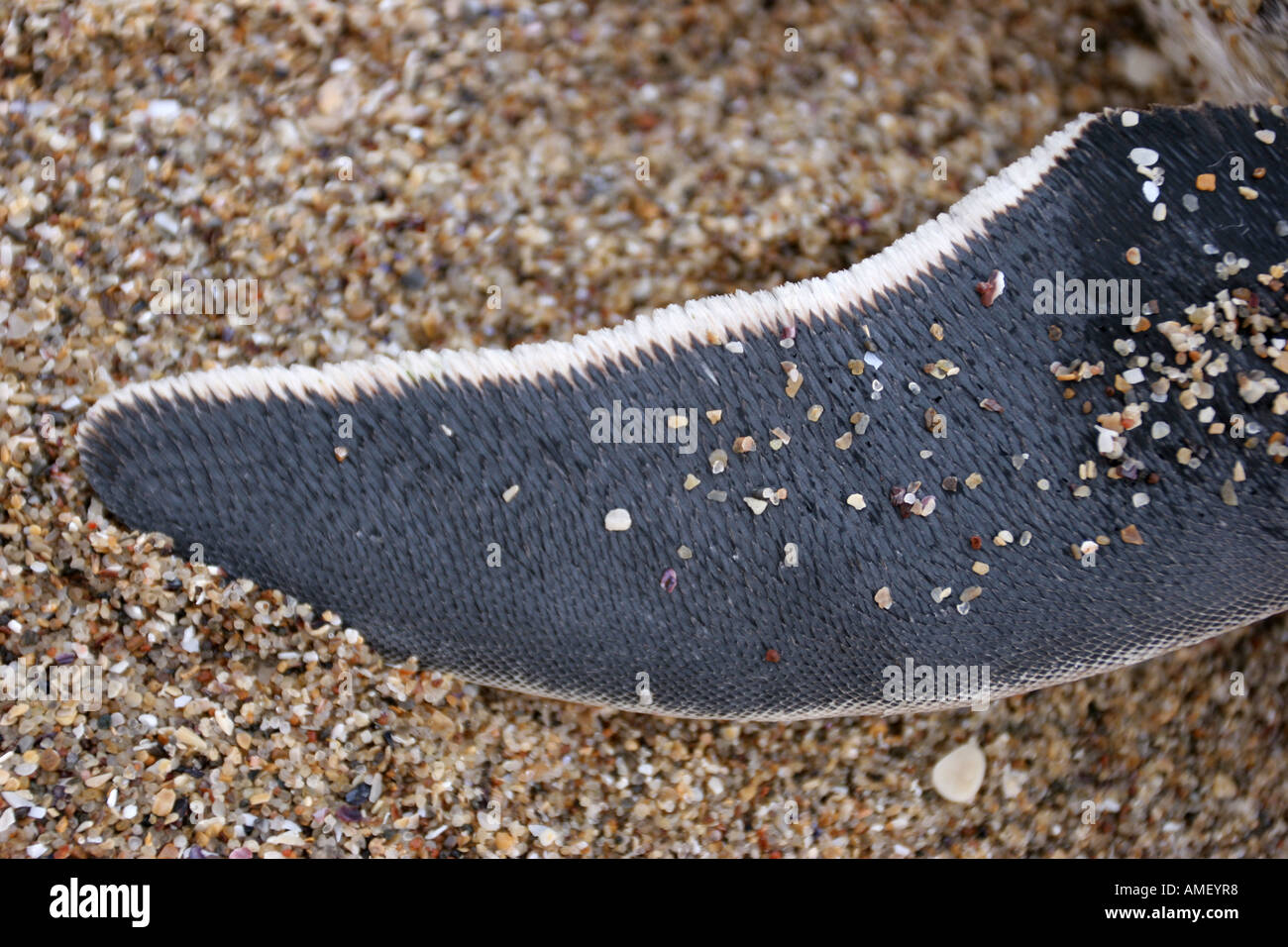 A magellanic penguin wing Stock Photo - Alamy