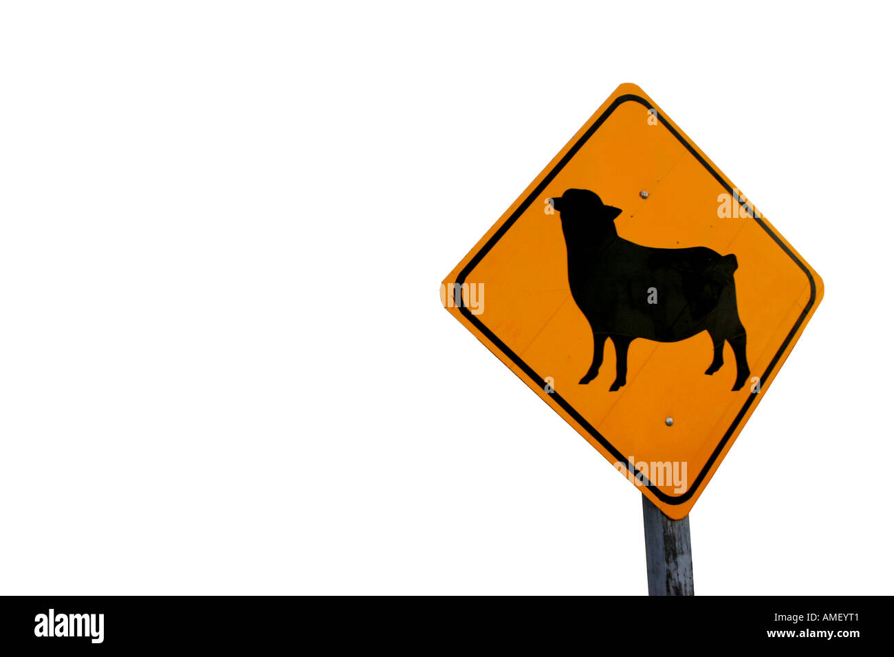 Isolated over white background transit of loose animals area. A sheep ...