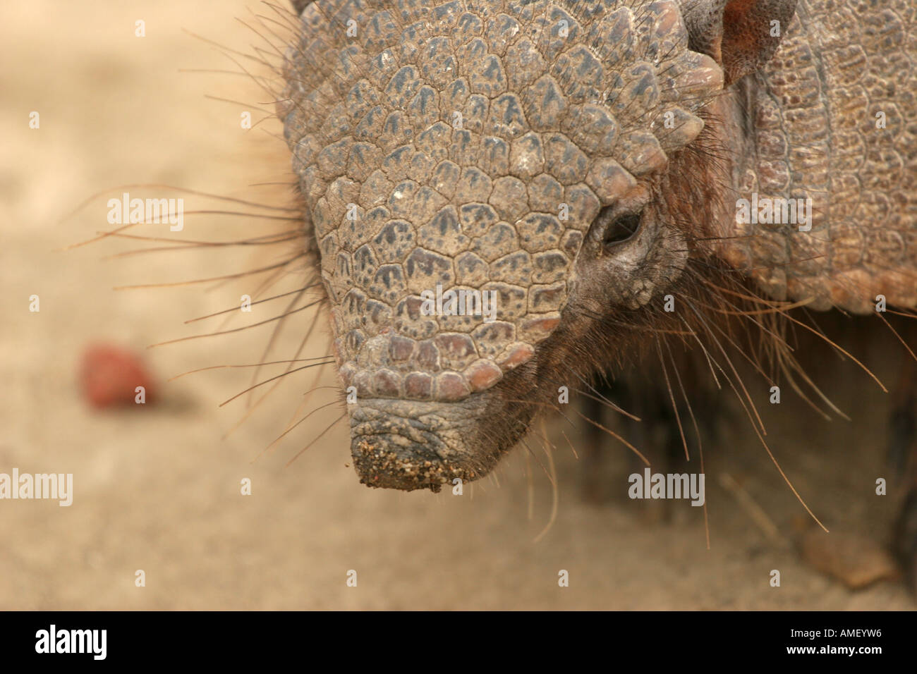 Fauna de la patagonia hi-res stock photography and images - Alamy