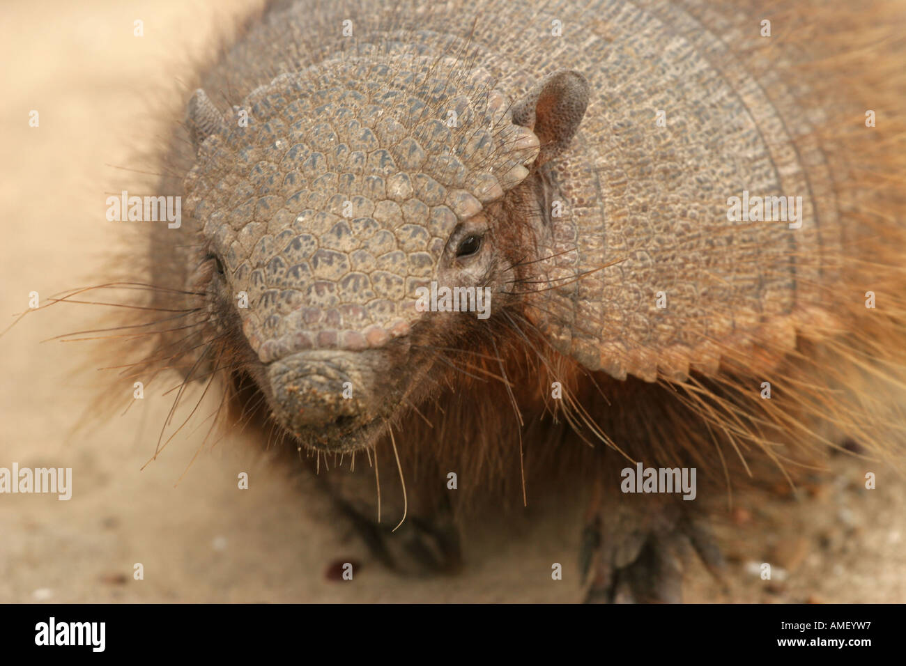Hairy Armadillo (mulita de la pampa, Dasypus septemcinctus) in ...
