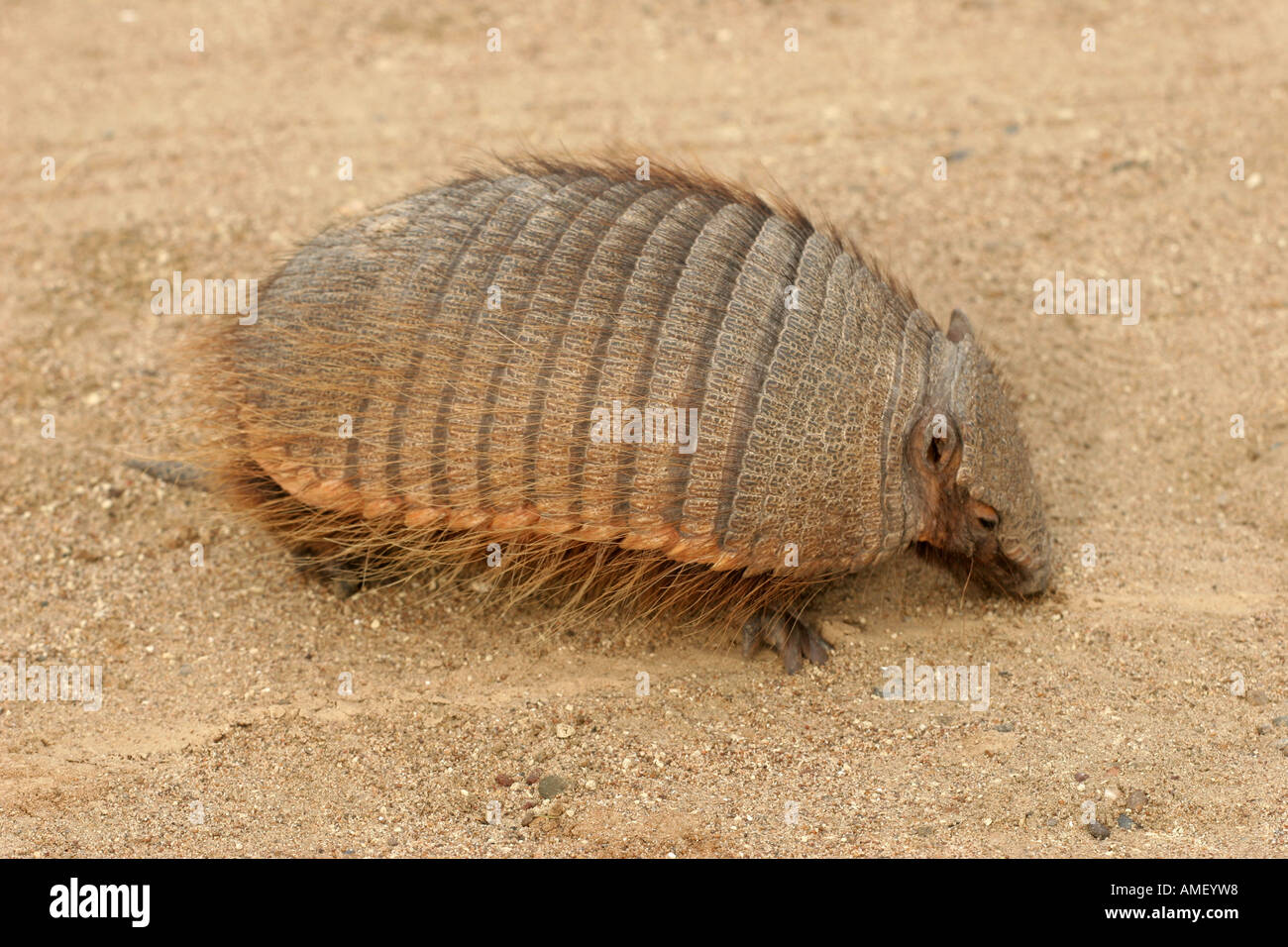 Hairy Armadillo (mulita de la pampa, Dasypus septemcinctus) in ...